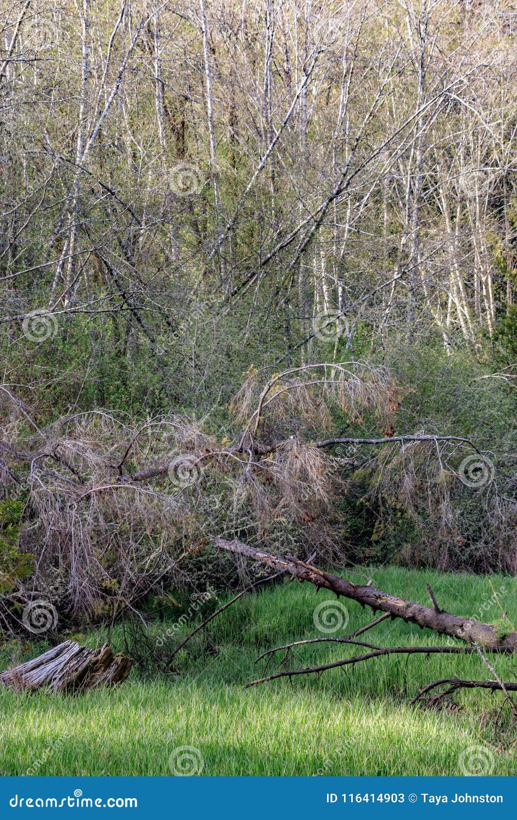 Grass clearing in winter stock image. Image of bright - 116414903