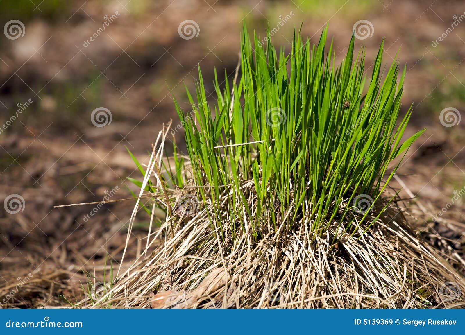 Grass Close Up stock image. Image of outside, vegetation - 5139369