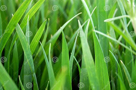 Grass close up stock photo. Image of nature, background - 746786
