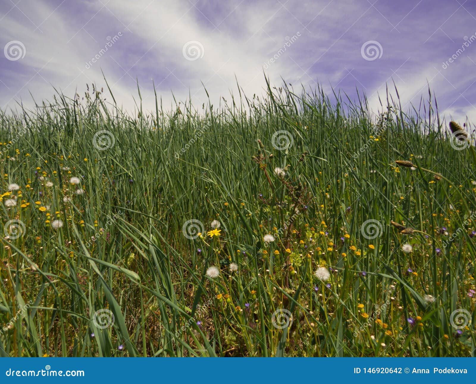 Grass Close Up Spring Meadow Stock Photo - Image of blossoms, bloom ...