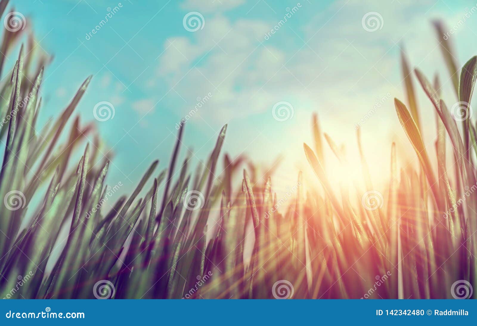 Grass close-up stock photo. Image of horizontal, background - 142342480