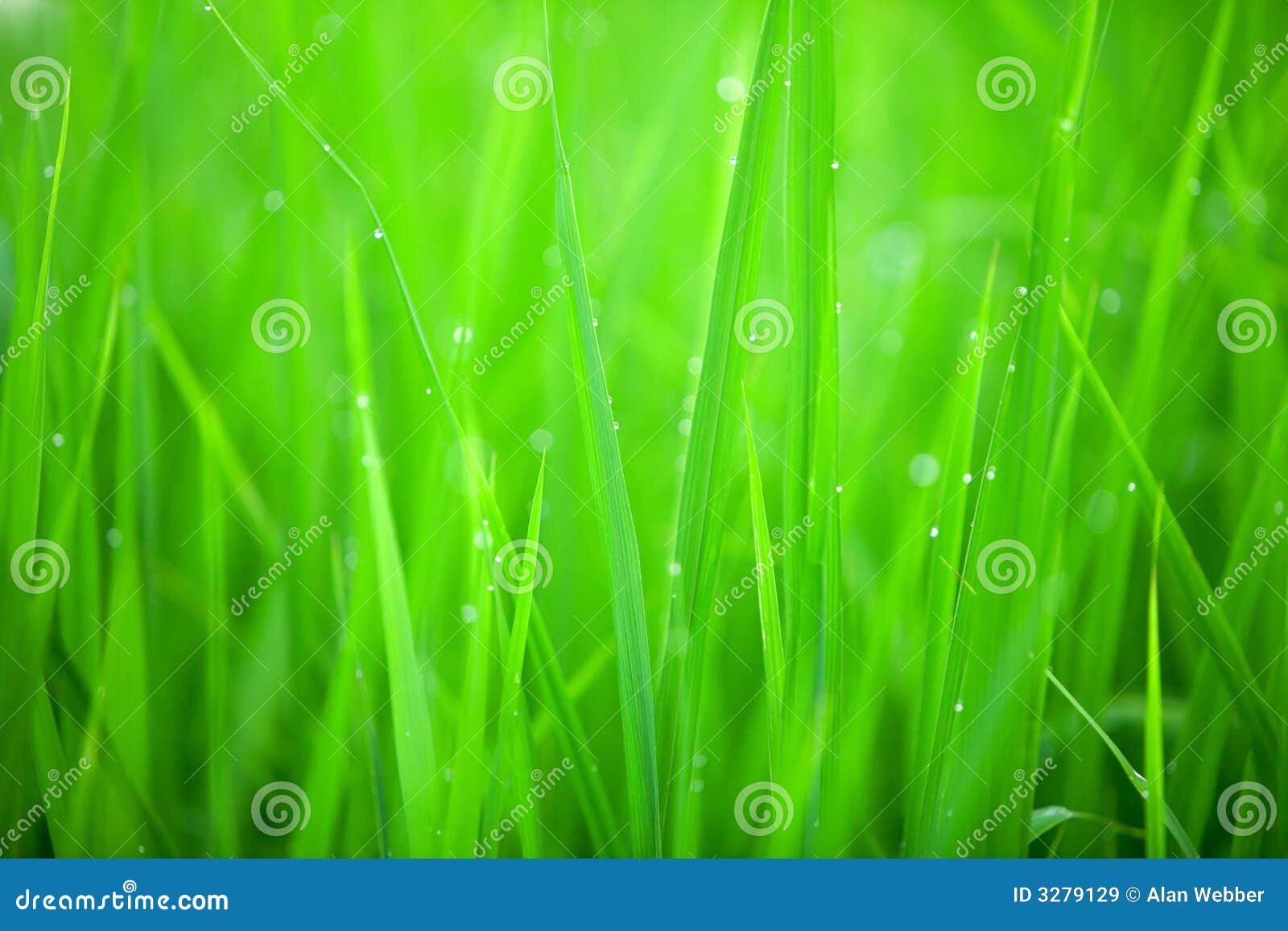 Grass closeup stock image. Image of spring, vivid, summer - 3279129