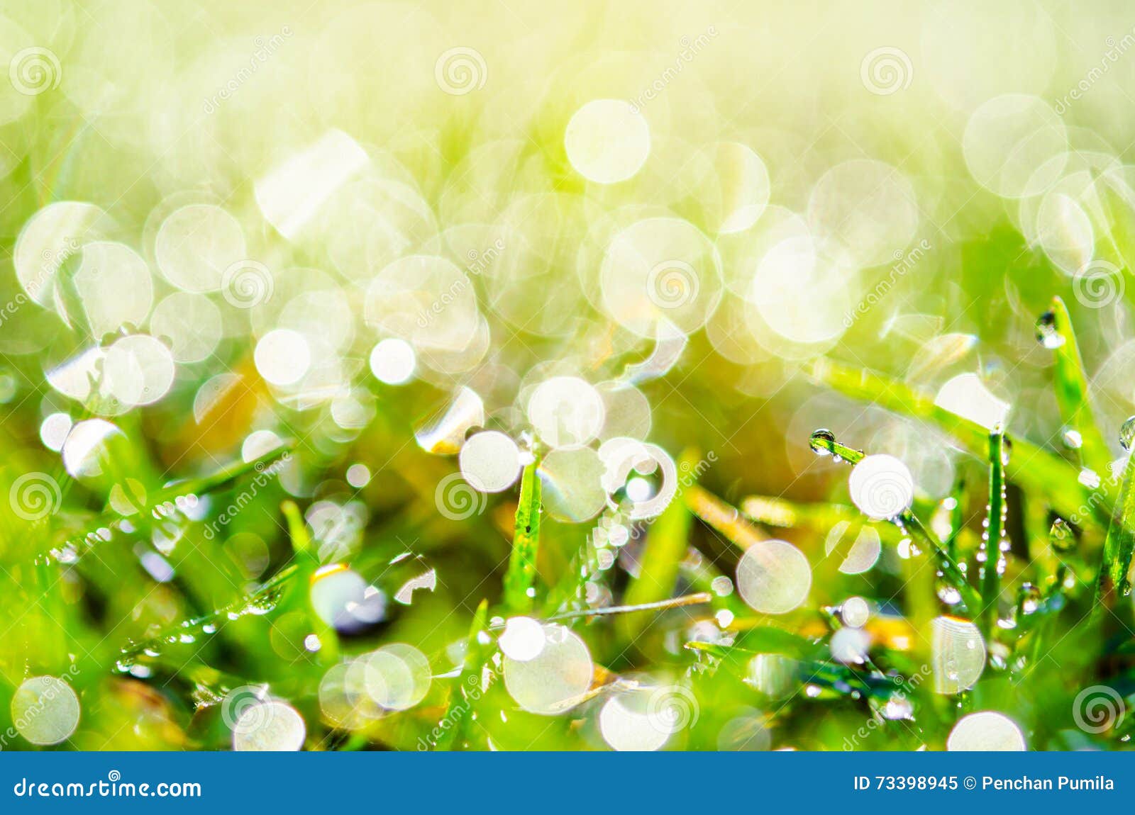 Grass Closeup with Fine Water Drops Spraying Down. Stock Image - Image ...