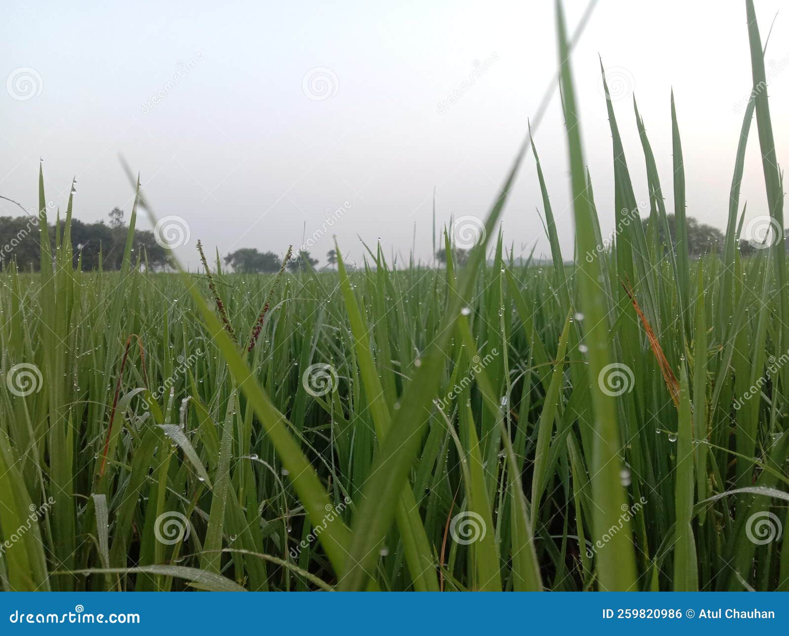 Closeup Landscape Overhead Shot Of A Brown Meerkat With A Blurred In ...