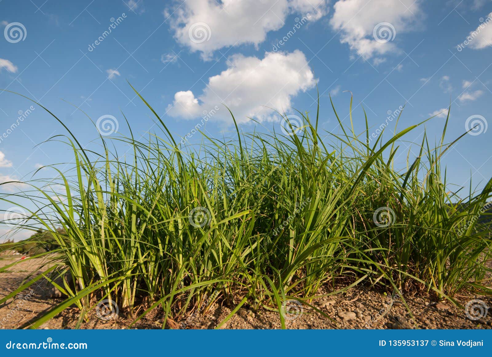 Grass Closeup View Blue Sky Behind Stock Image - Image of nature ...