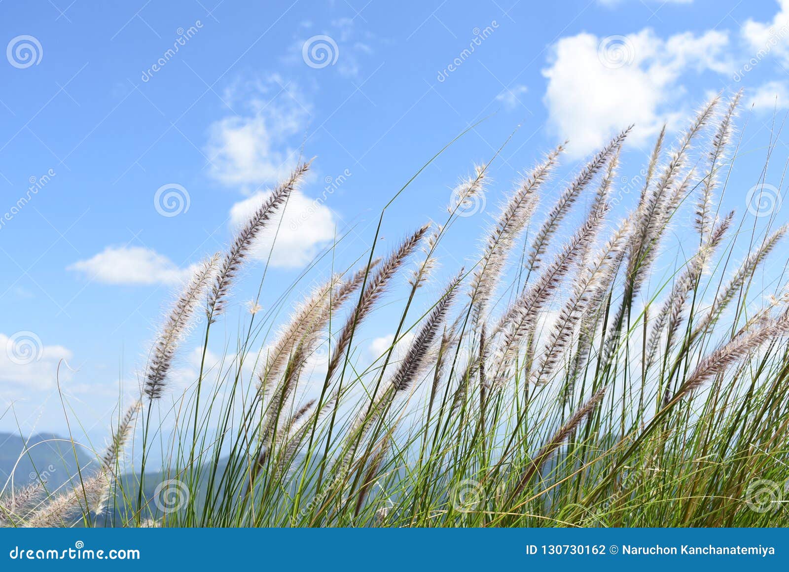 Grass with cloud and sky. stock photo. Image of spring - 130730162