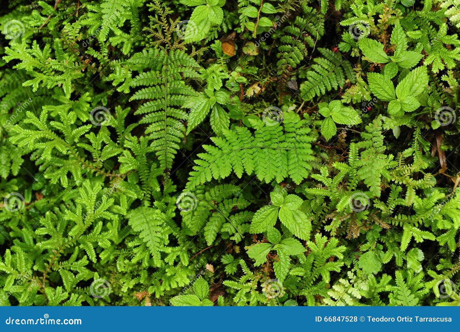 Grass clover stock photo. Image of forest, subtropical - 66847528