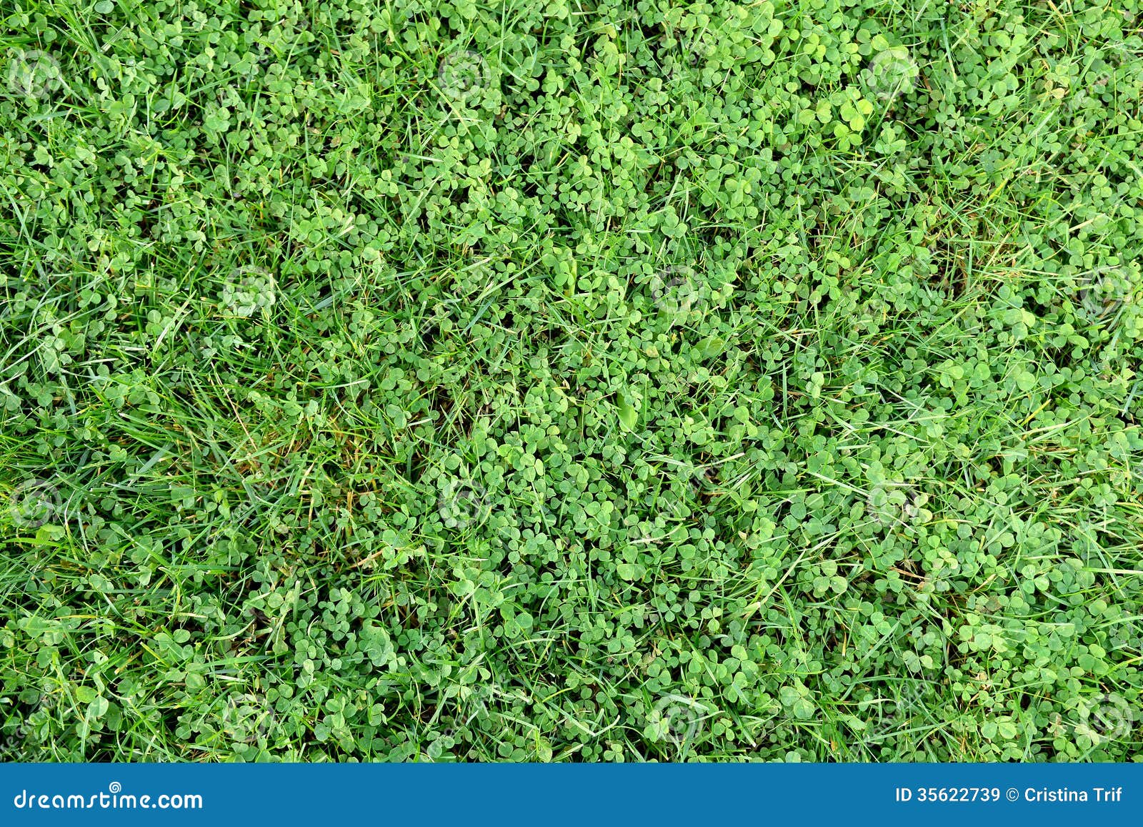 Grass with clover texture stock image. Image of luck - 35622739