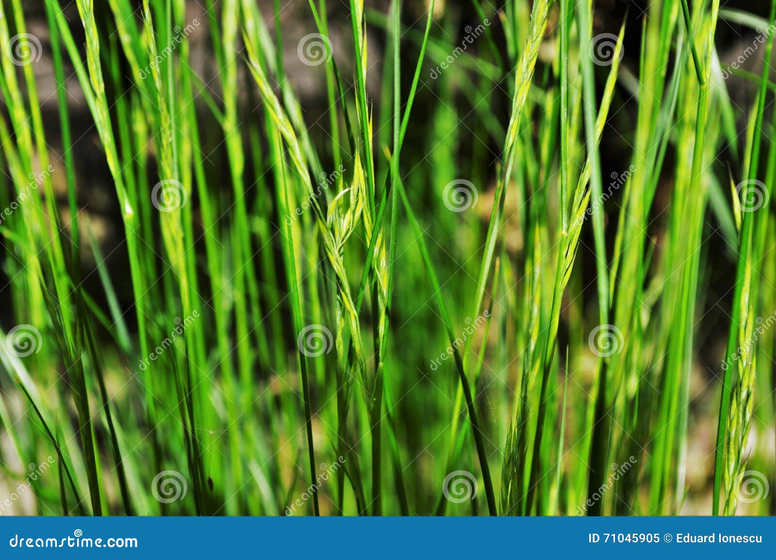 Grass stock image. Image of purity, plant, grow, garden - 71045905
