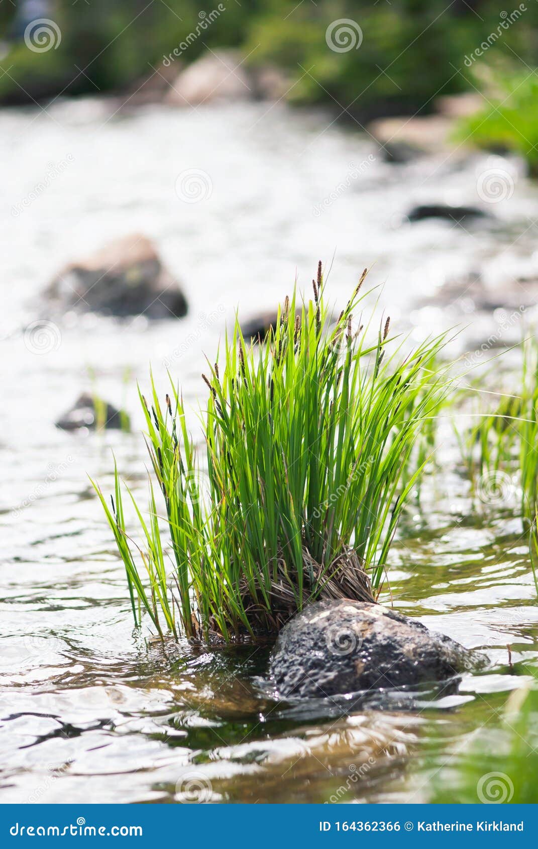 Grass Cluster Growing in Stream Stock Photo - Image of botanic, growth ...
