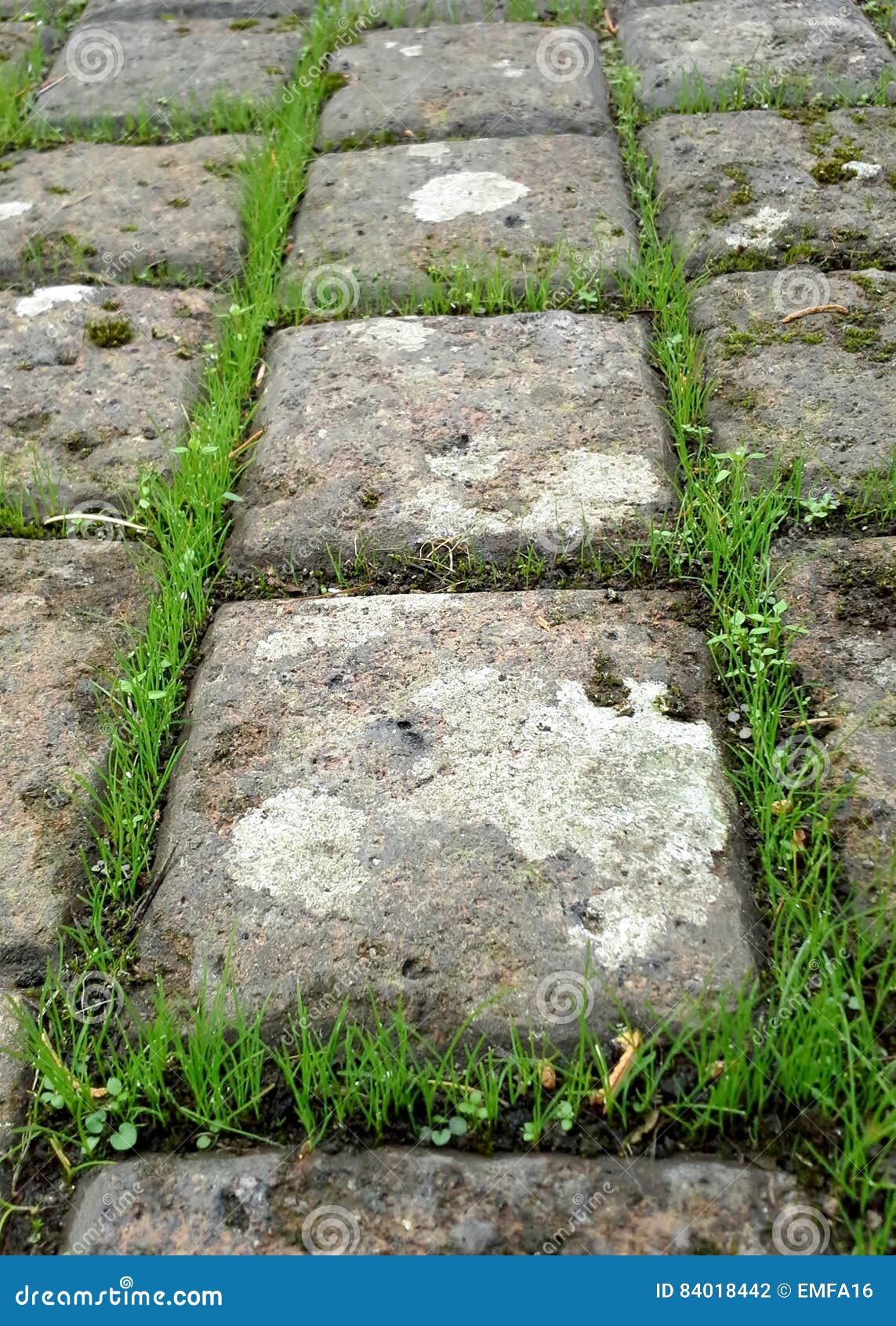 Grass between Cobbles - Straight Stock Photo - Image of yard, stone ...