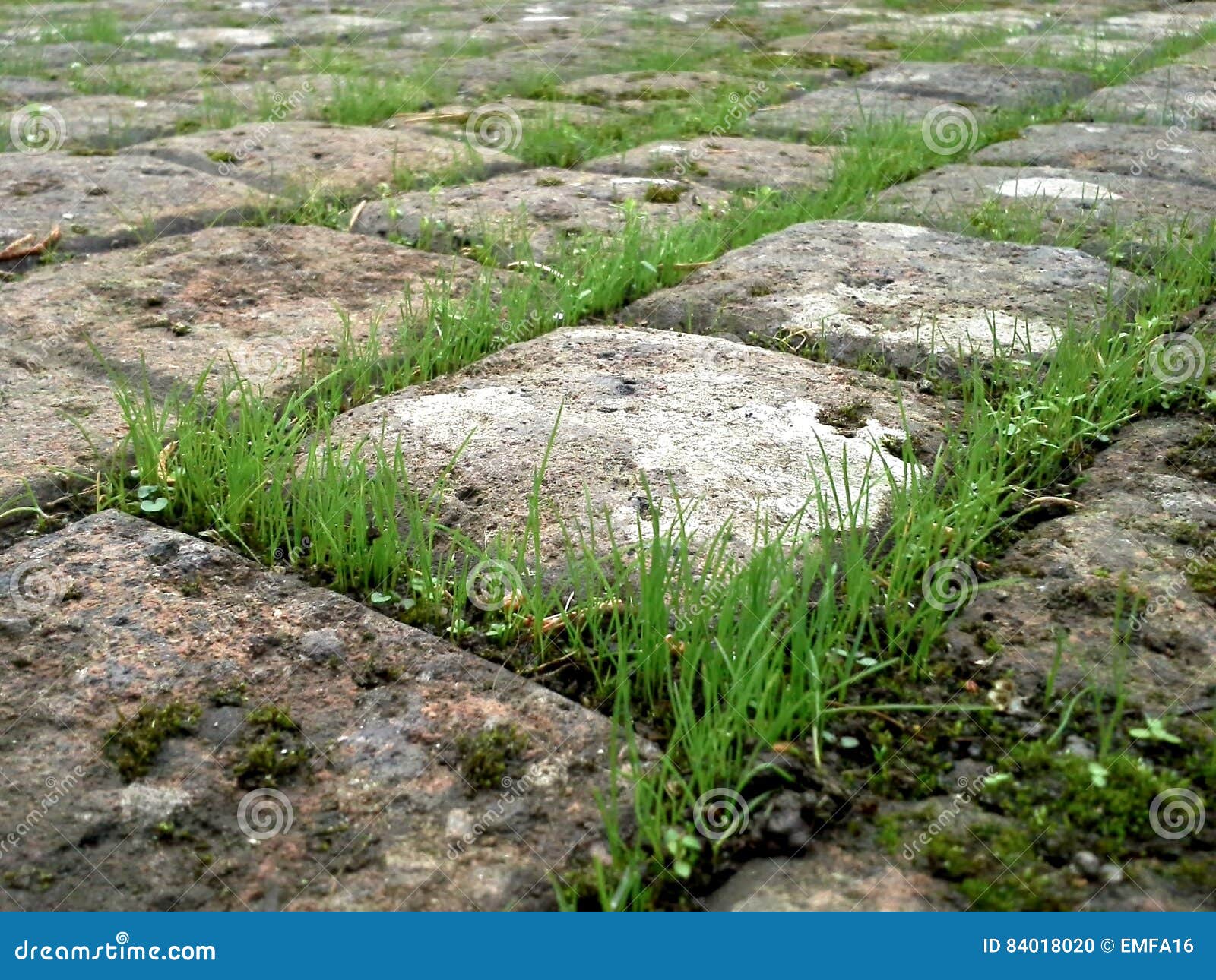 Grass between Cobbles - Diagonal Stock Photo - Image of squares, green ...