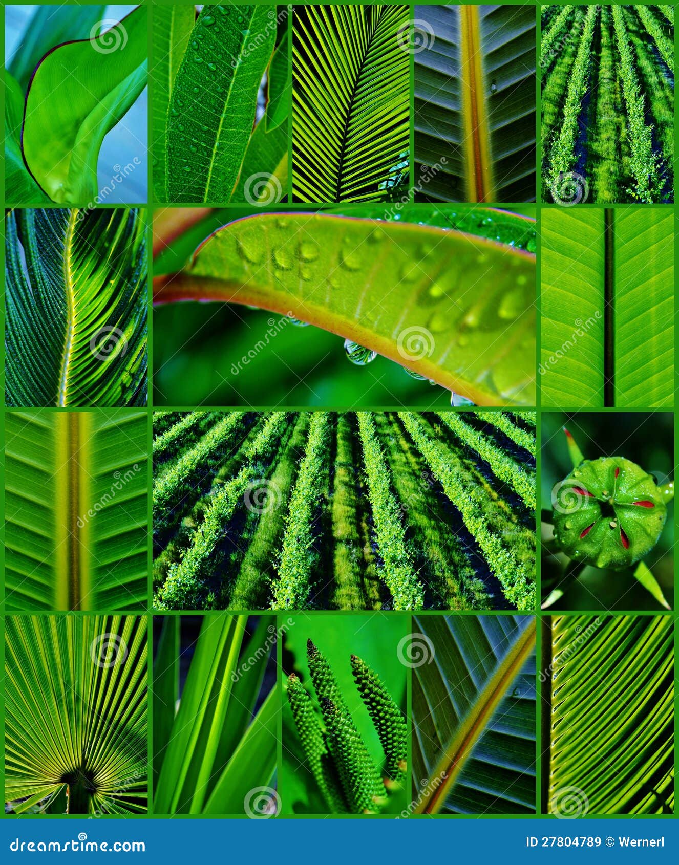 Grass collage stock image. Image of blooming, africa - 27804789