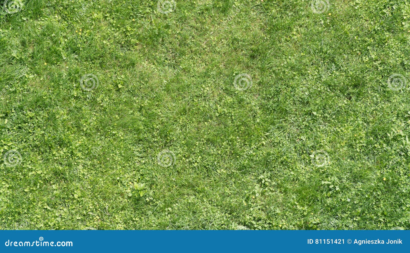 Grass with colver texture stock image. Image of pattern - 81151421
