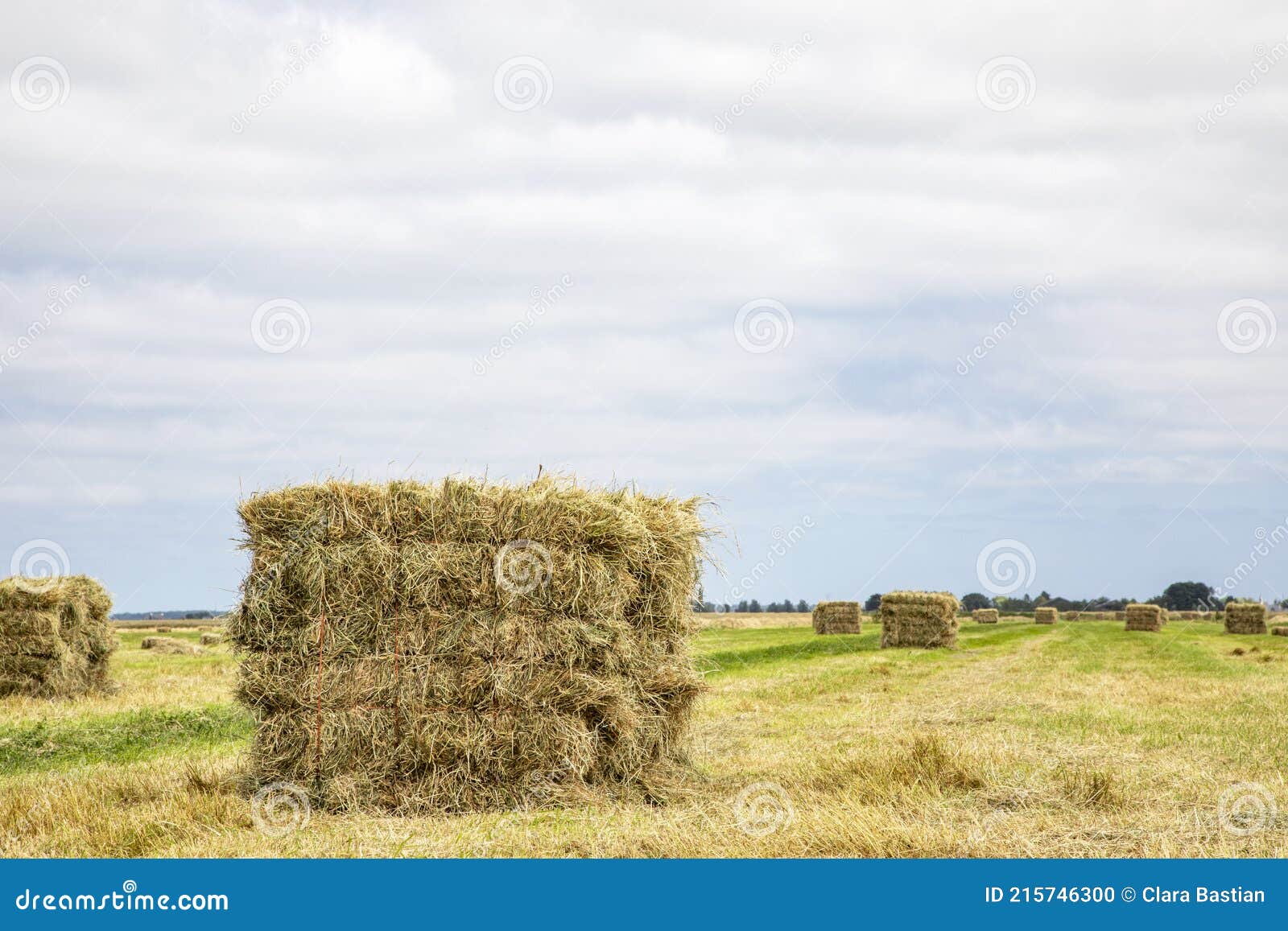 Grass Compacted in Silage Bales in Agricultural Field and a Sky with ...