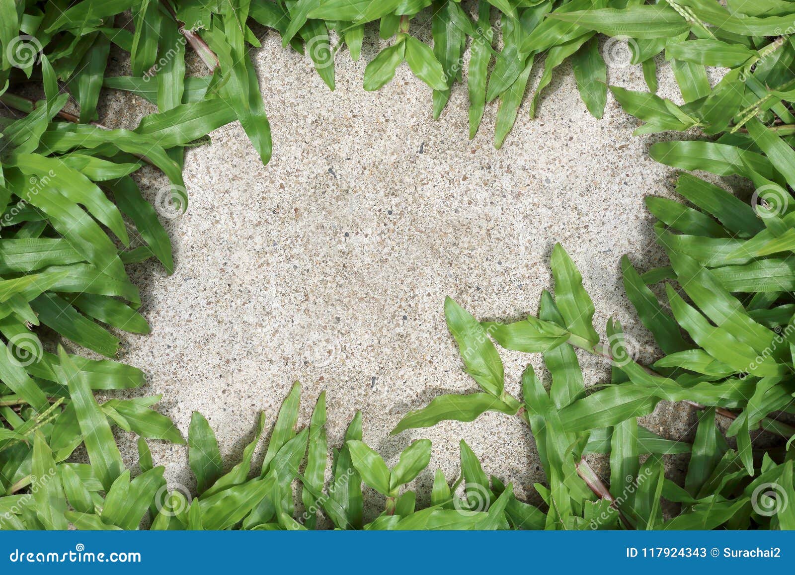 Grass on the Concrete Floor on the Pavement Stock Image - Image of ...