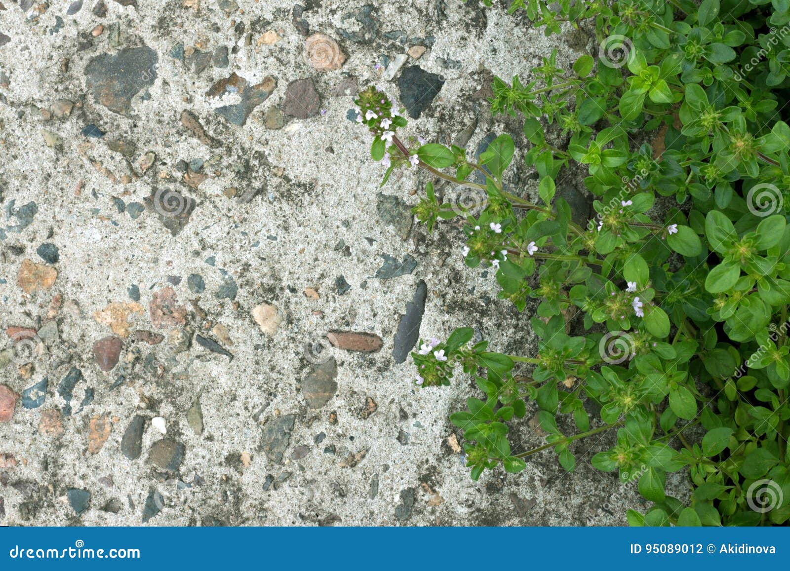 Grass and Concrete Floor Texture Background Stock Photo - Image of hard ...