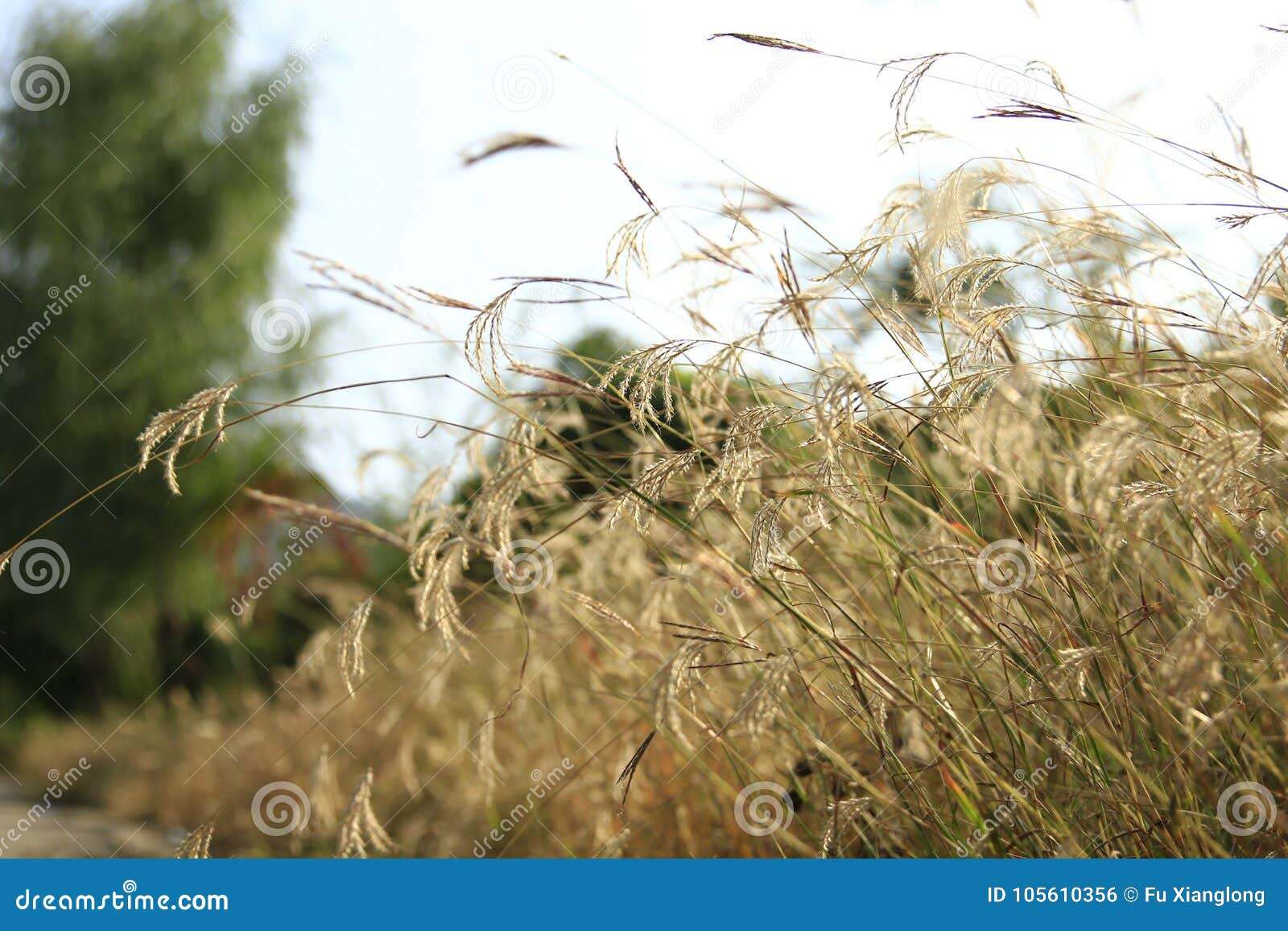 Roadside weeds stock photo. Image of road, weeds, roadside - 105610356