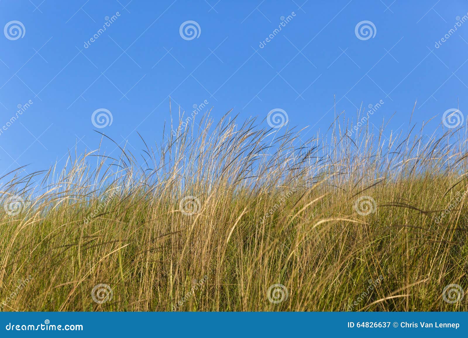 Grass Countryside stock image. Image of summer, pastures - 64826637