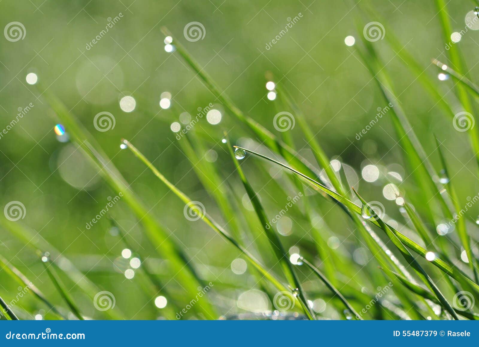 Grass covered with dew stock image. Image of drop, covered - 55487379