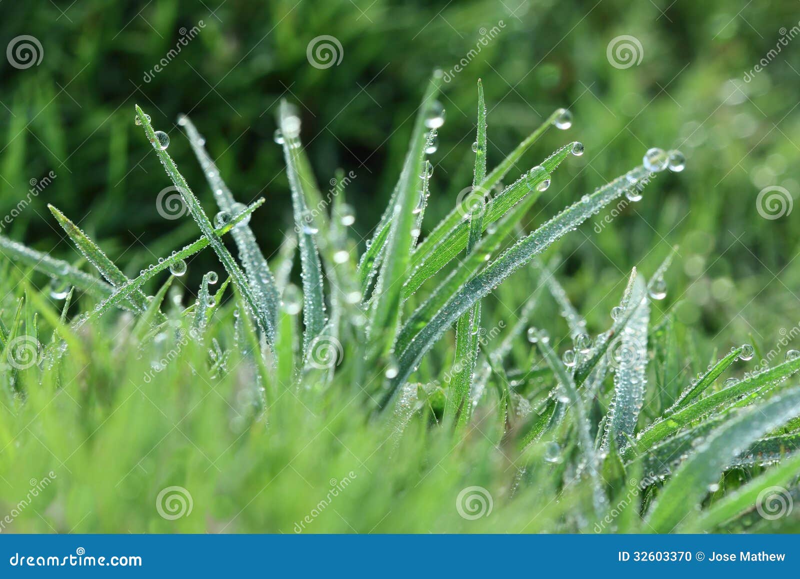 Grass Covered in Dew Drops stock photo. Image of green - 32603370