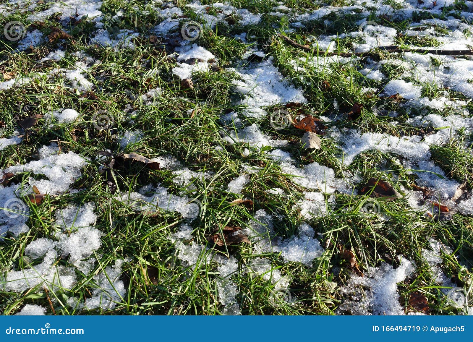 Grass Covered with Fallen Leaves and Snow in Winter Stock Image - Image ...