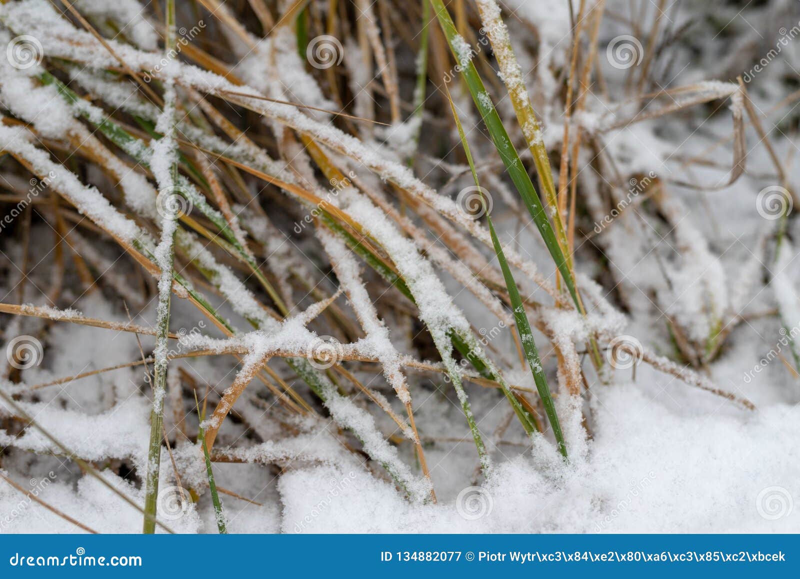 Grass Covered with Fresh Snow. Withered Grass in the Forest Stock Image ...
