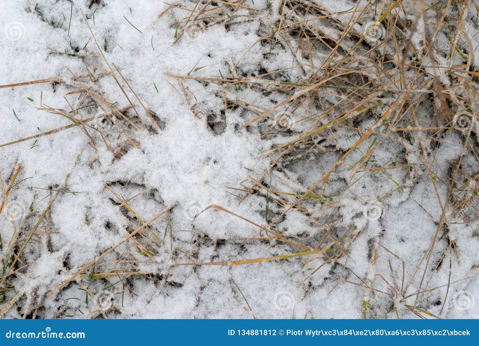 Grass Covered with Fresh Snow. Withered Grass in the Forest Stock Photo ...