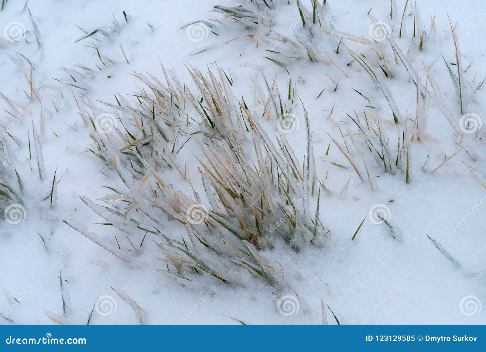 Grass encapsulated in ice stock image. Image of freeze - 123129505