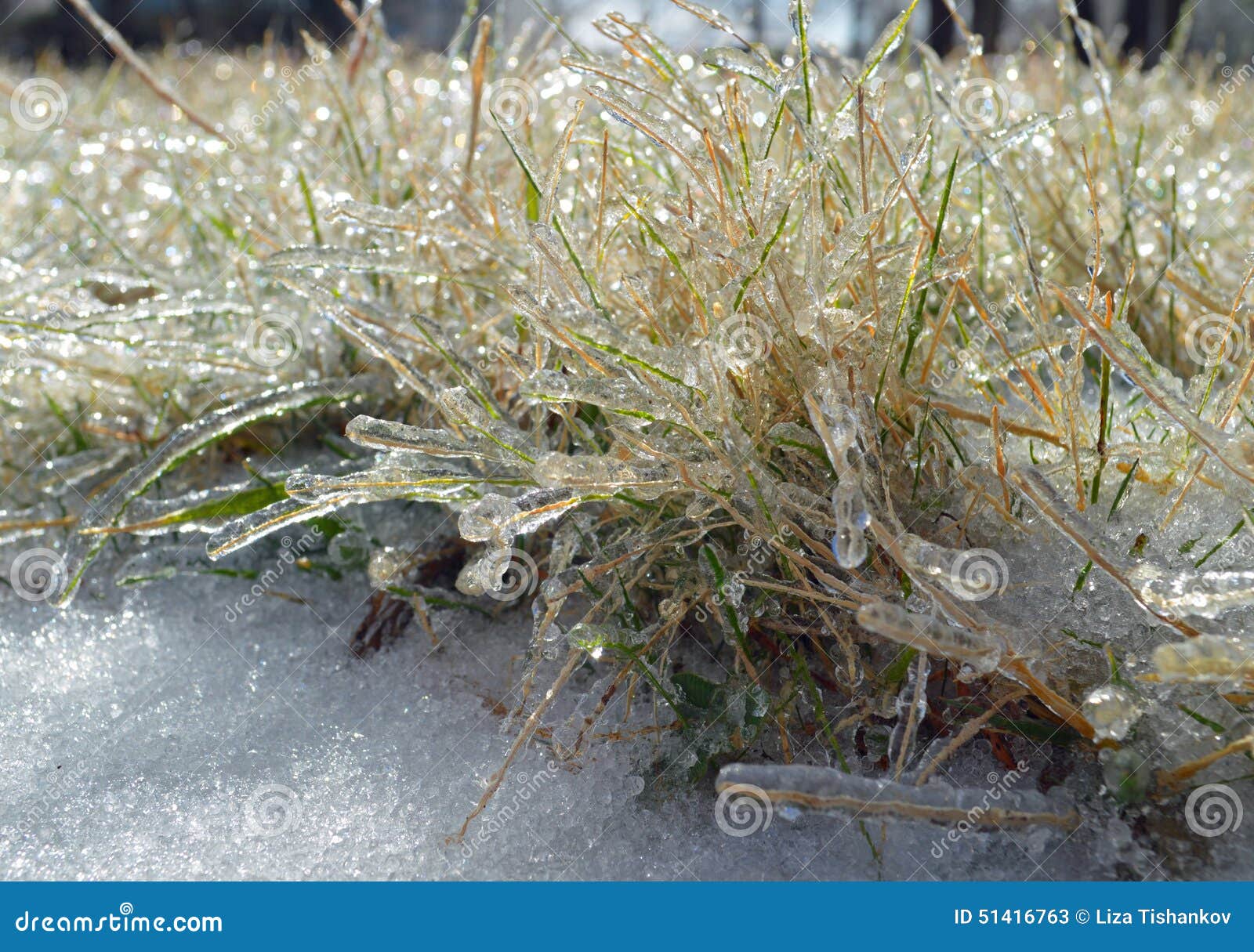 Grass covered with ice stock image. Image of structure - 51416763
