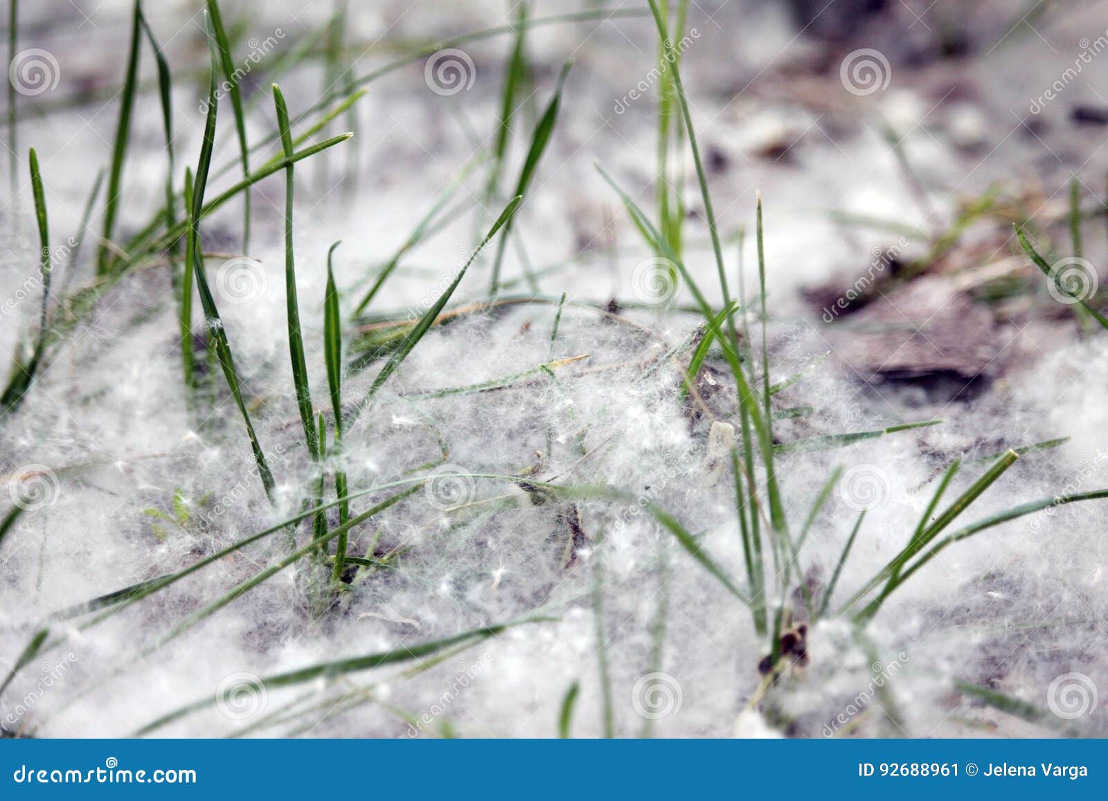 Grass covered with pollen stock image. Image of snow - 92688961