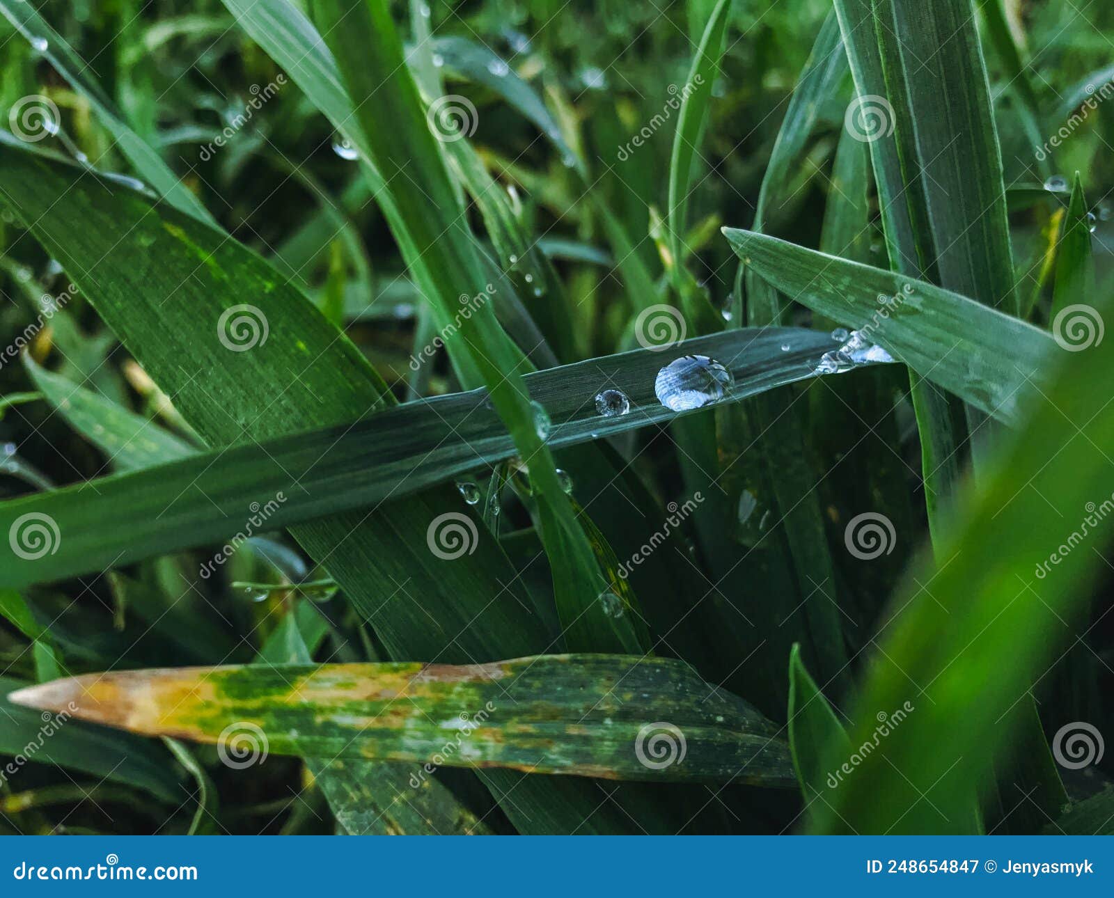 Raindrops on the Grass Close Up. Stock Image - Image of garden, growth ...
