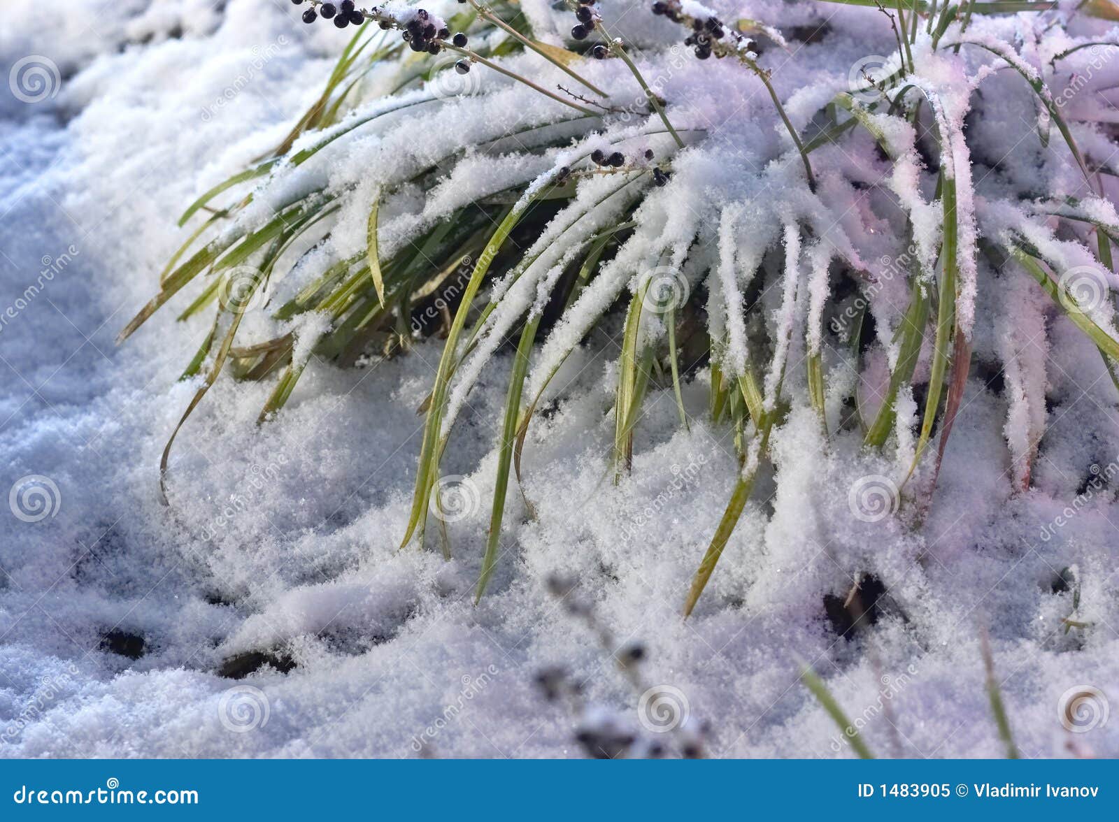 Grass covered with snow stock image. Image of seasonal - 1483905