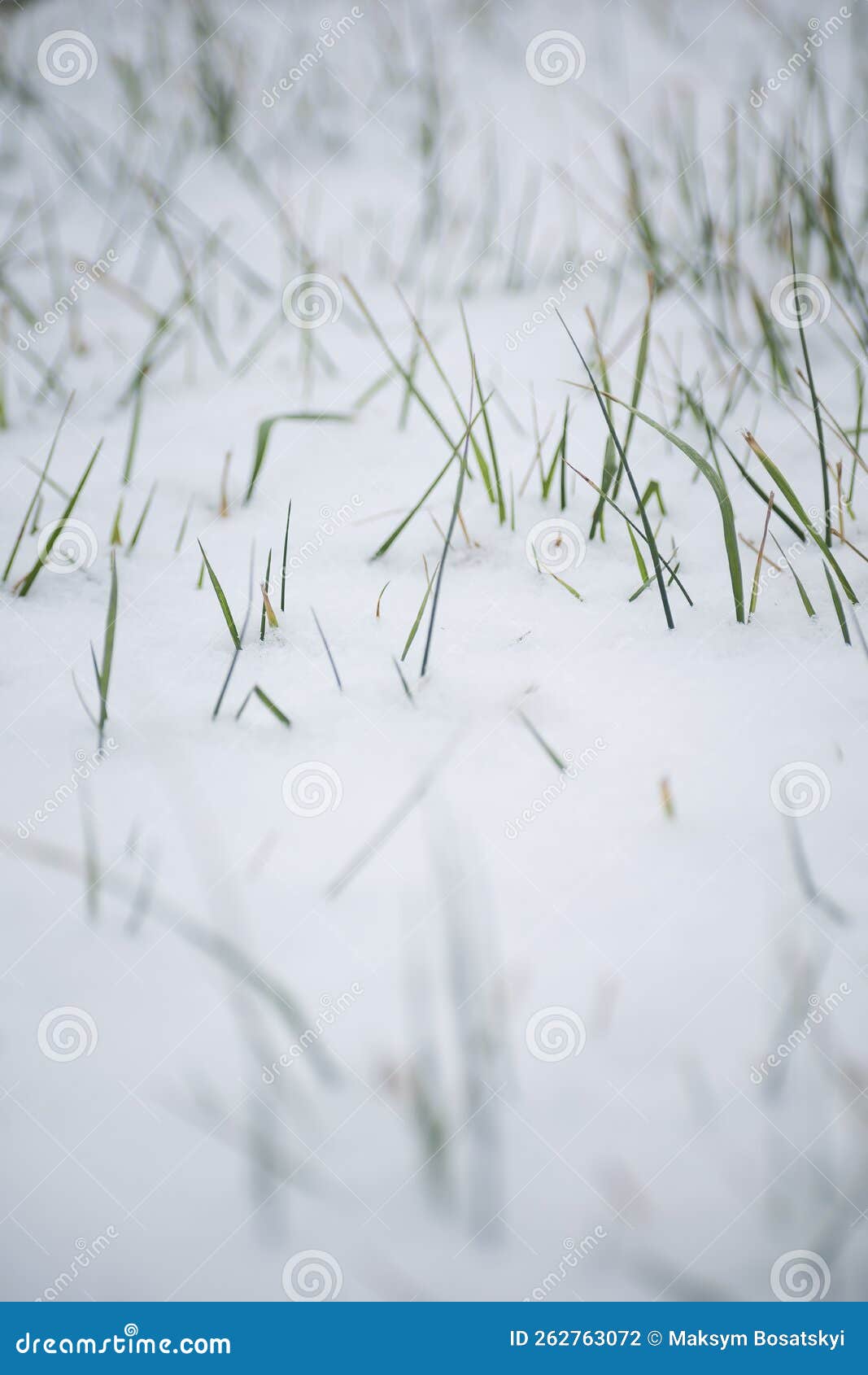 The Grass is Covered with Snow. Snow on the Lawn Stock Photo - Image of ...