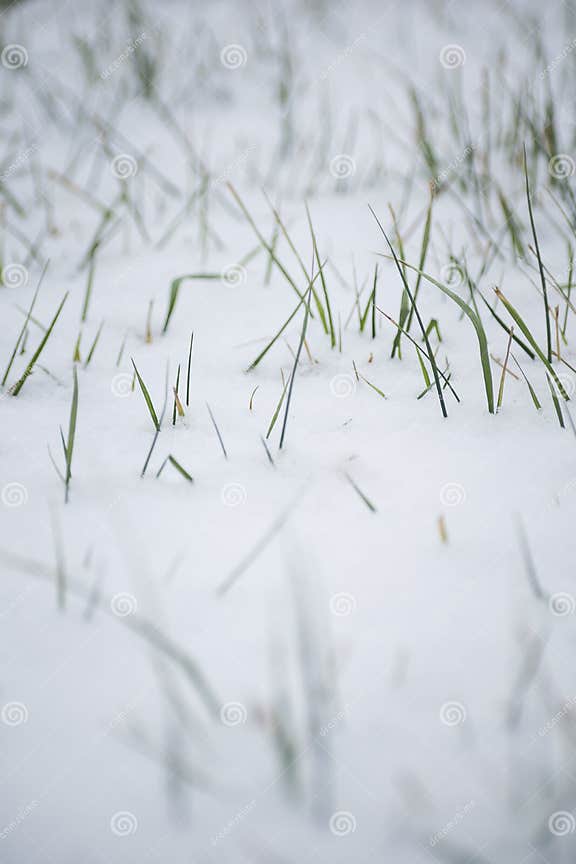 The Grass is Covered with Snow. Snow on the Lawn Stock Photo - Image of ...