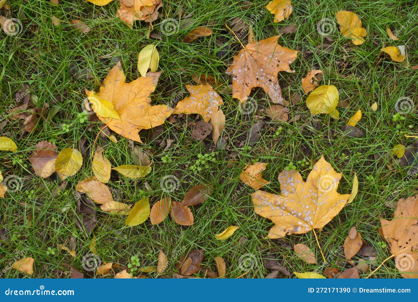 Grass Covered with Various Fallen Leaves in November Stock Photo ...