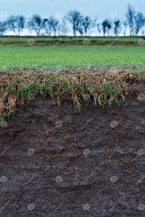 Grass cross section stock photo. Image of horizon, organic - 28636294