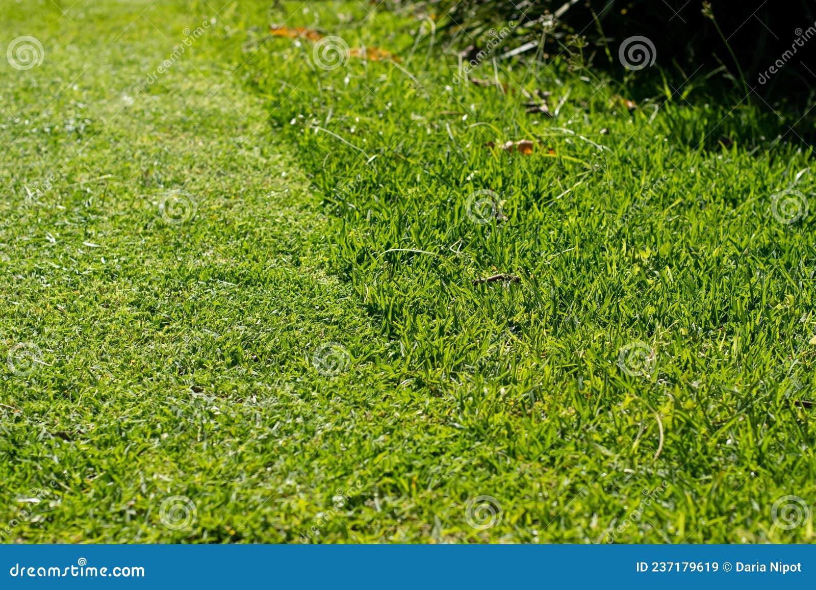 Grass Cut with Lawn Mower. Half of the Grass Trimmed and Half is Still ...