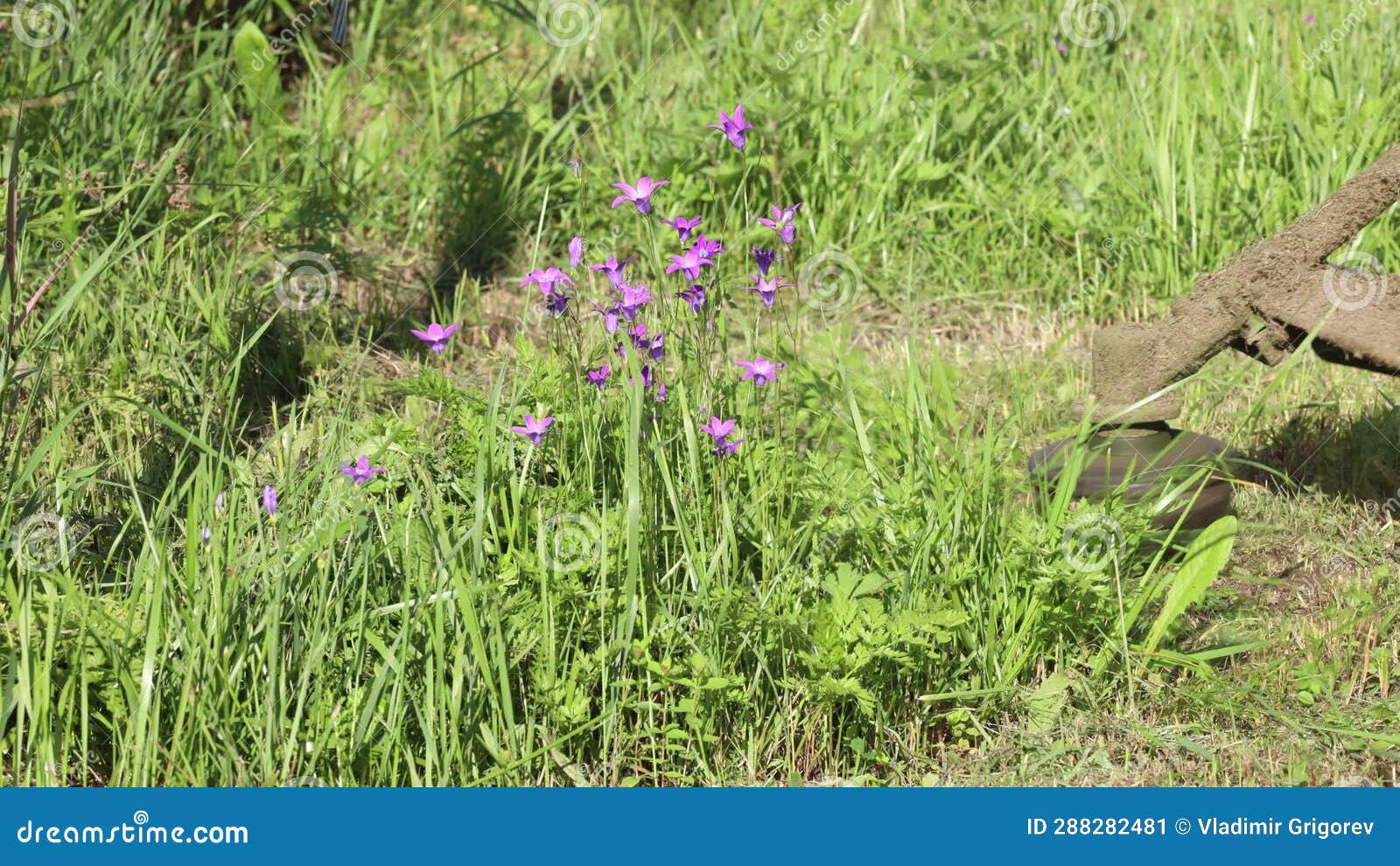 Grass Cutting Lawn Weed Trimmer Cut Grass with String. Stock Video ...