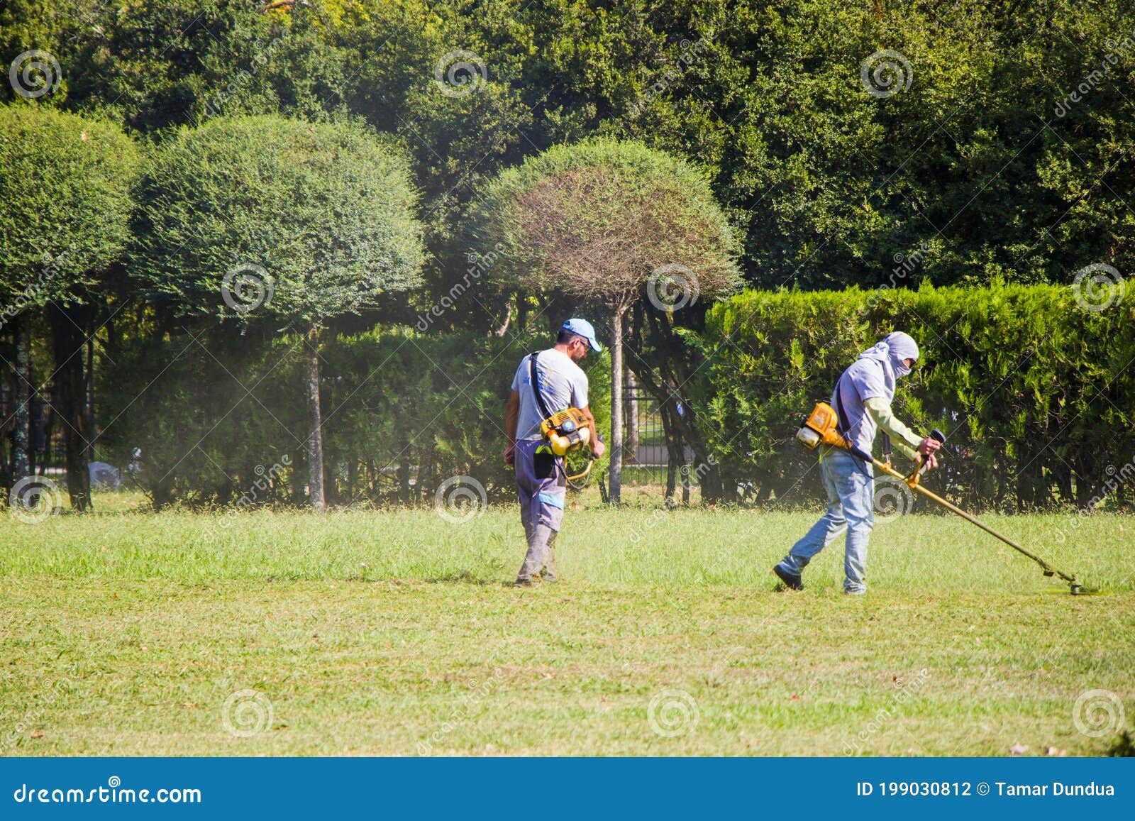 Grass Cutting Process, Worker Cutting Grass with Machine Editorial ...
