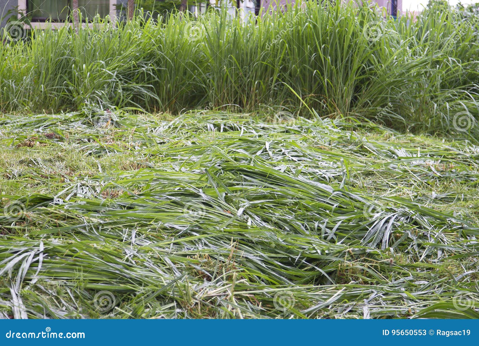 Grass cutting stock image. Image of cutting, newly, cogon - 95650553