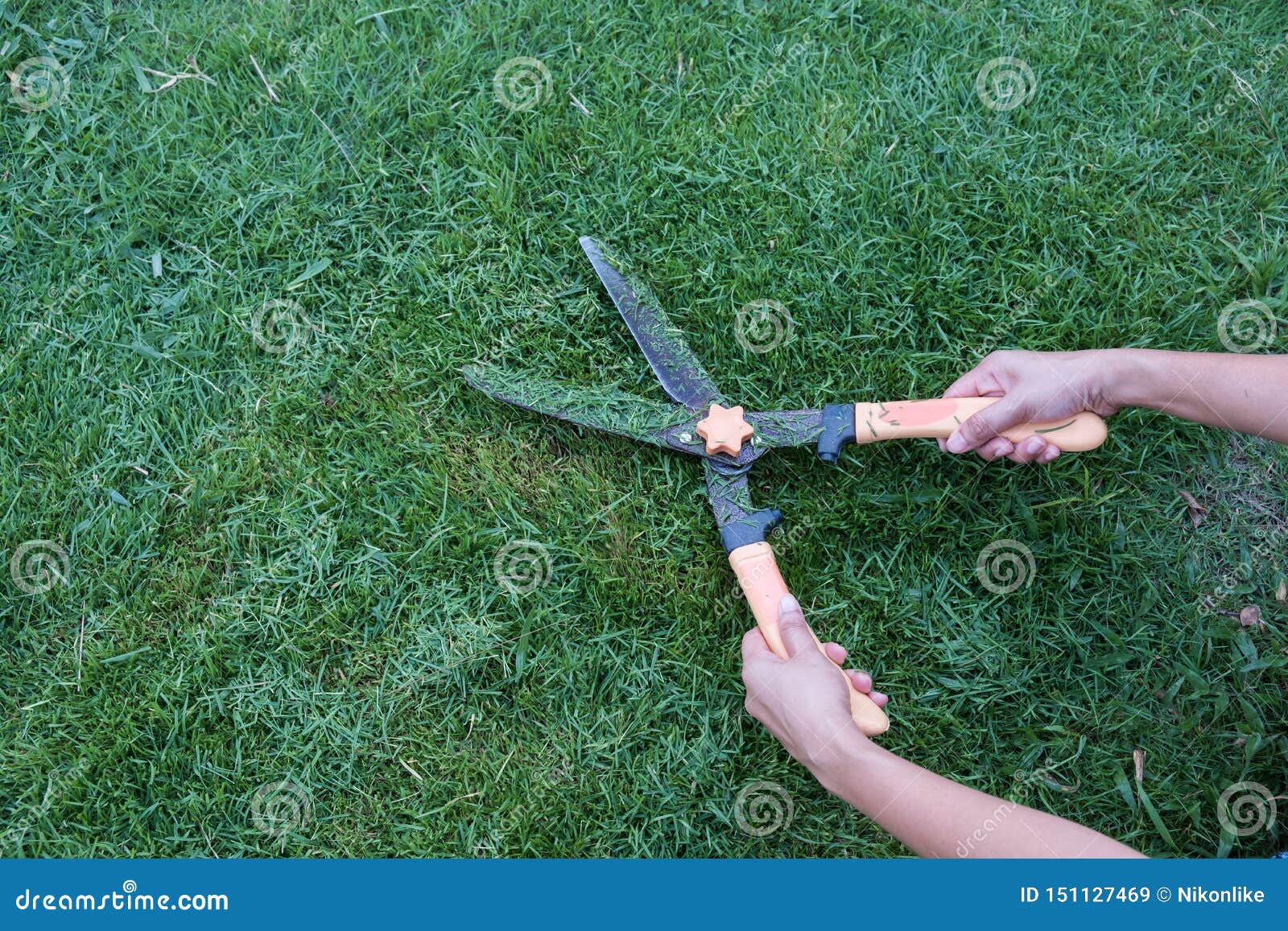 Grass Cutting Scissors on the Grassy Background Stock Image - Image of ...