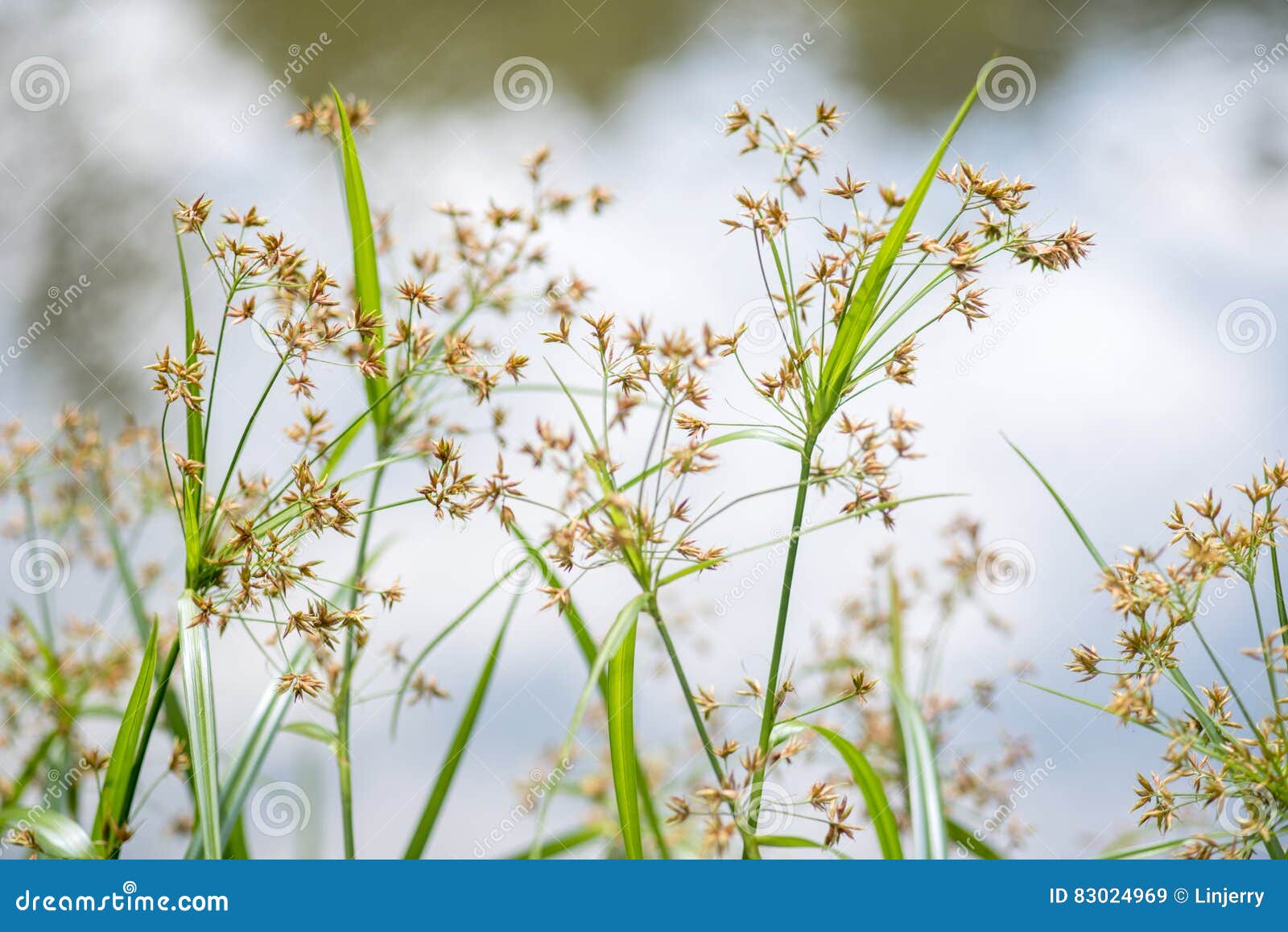 Grass-Cyperus Procerus Rottb Flower Stock Image - Image of natural ...