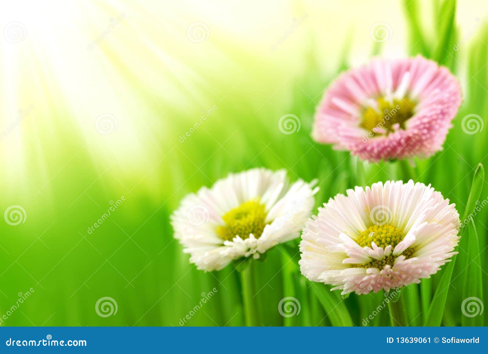 Grass with daisy stock image. Image of daisy, spring - 13639061