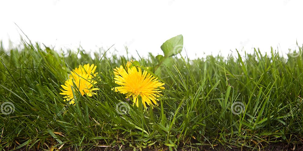 Grass with dandelion stock photo. Image of summer, white - 8111246