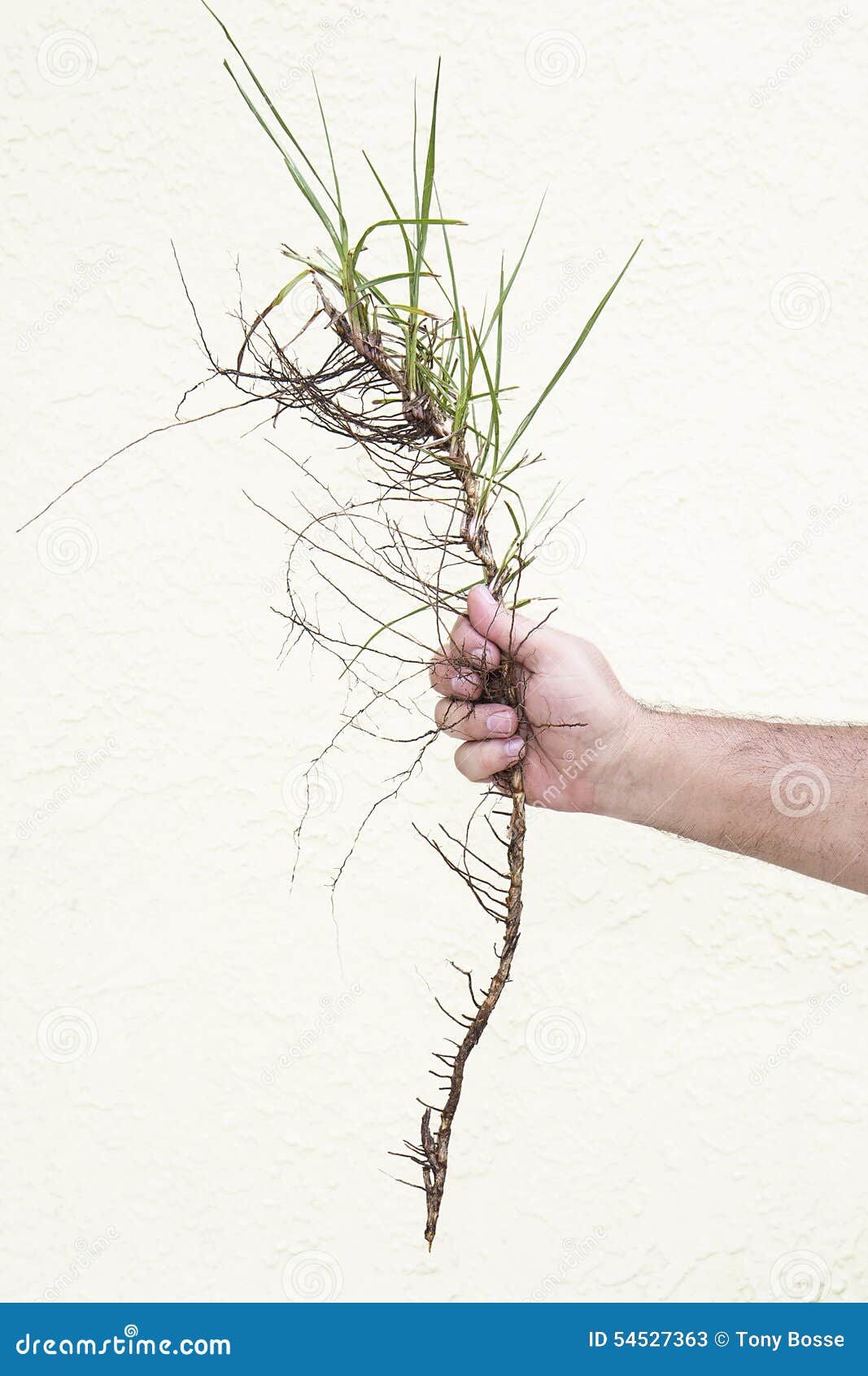Grass with Deep Roots stock image. Image of lawn, plants - 54527363