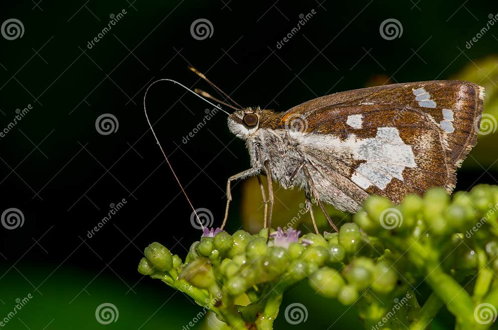 Grass demon Butterfly stock photo. Image of painted - 103073148