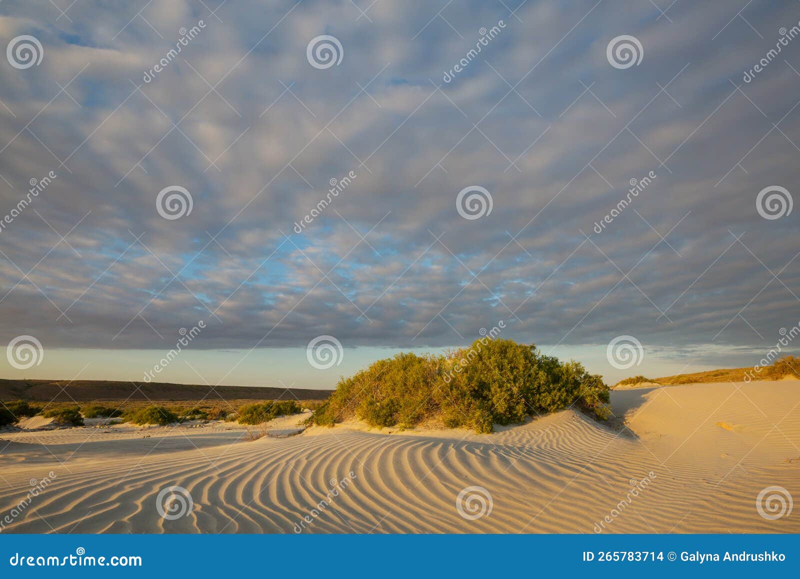 Grass in desert stock photo. Image of arid, desert, land - 265783714