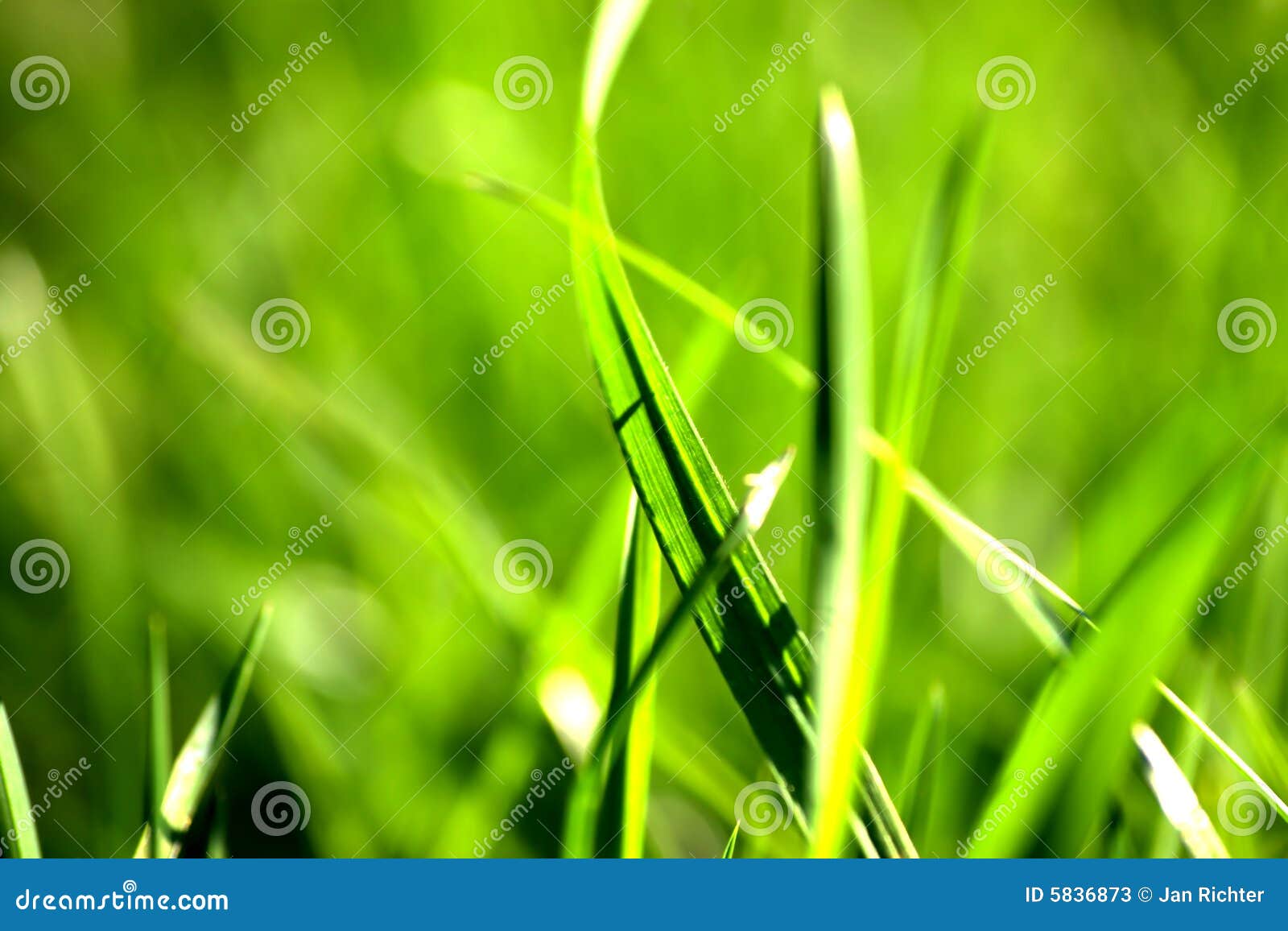 Grass detail stock image. Image of color, lawn, detail - 5836873