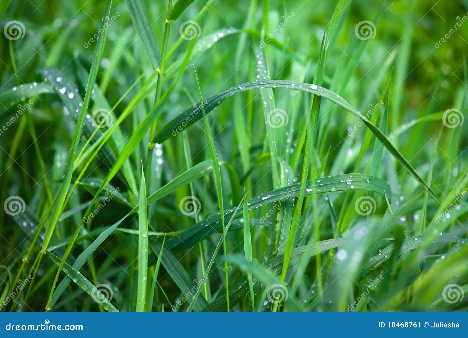 Grass in dew stock image. Image of morning, light, field - 10468761